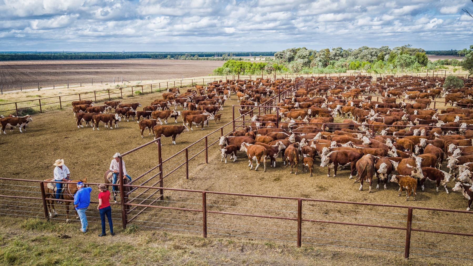WATCH: Beef producer optimism is growing, and so will herd sizes